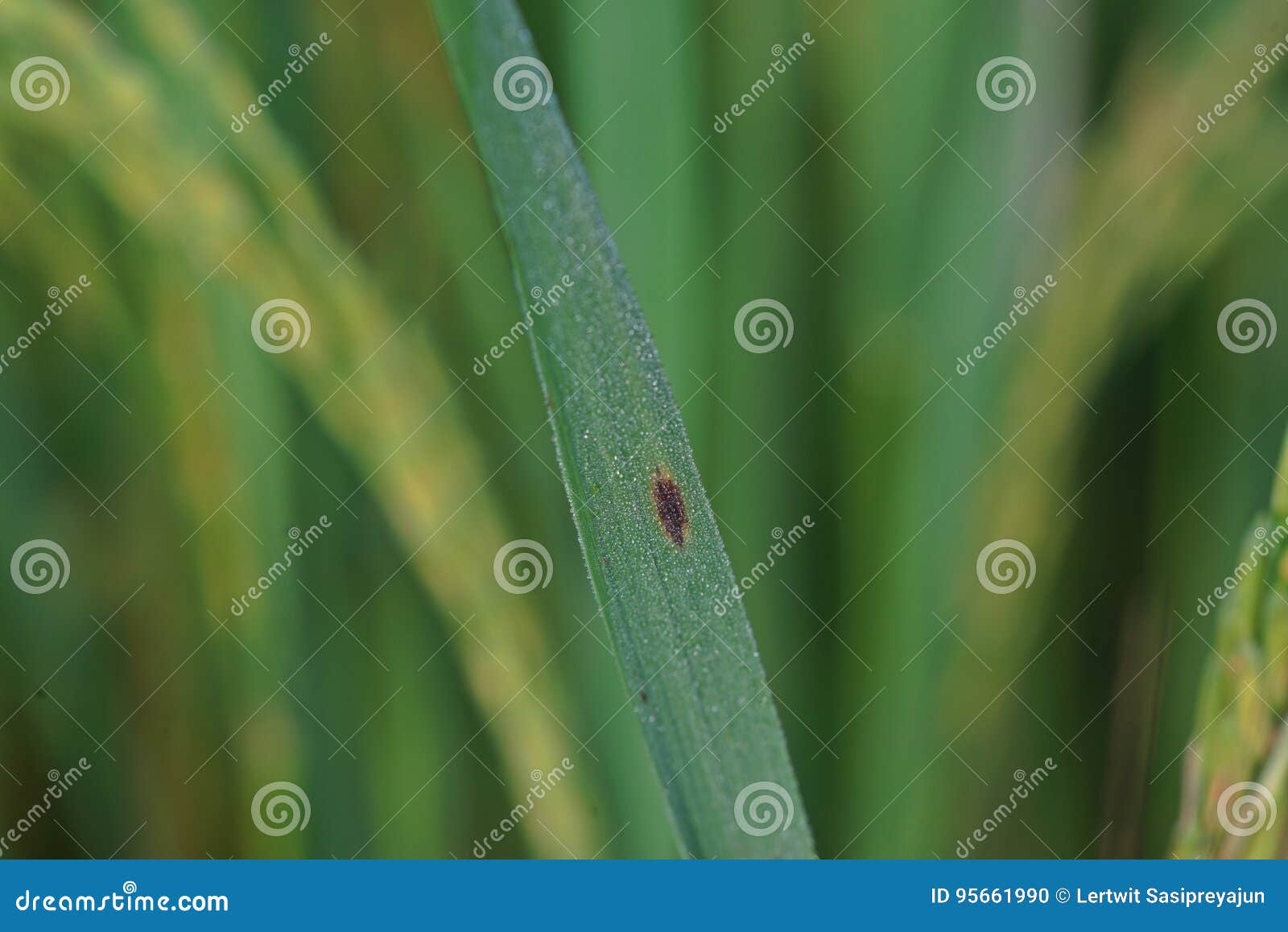 Rice In Bad Condition Caused By Insect And Pest Royalty-Free Stock ...