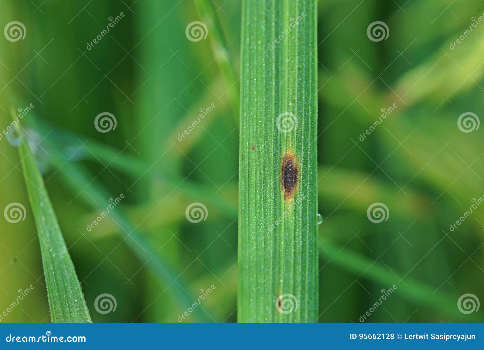 Rice In Bad Condition Caused By Insect And Pest Royalty-Free Stock ...