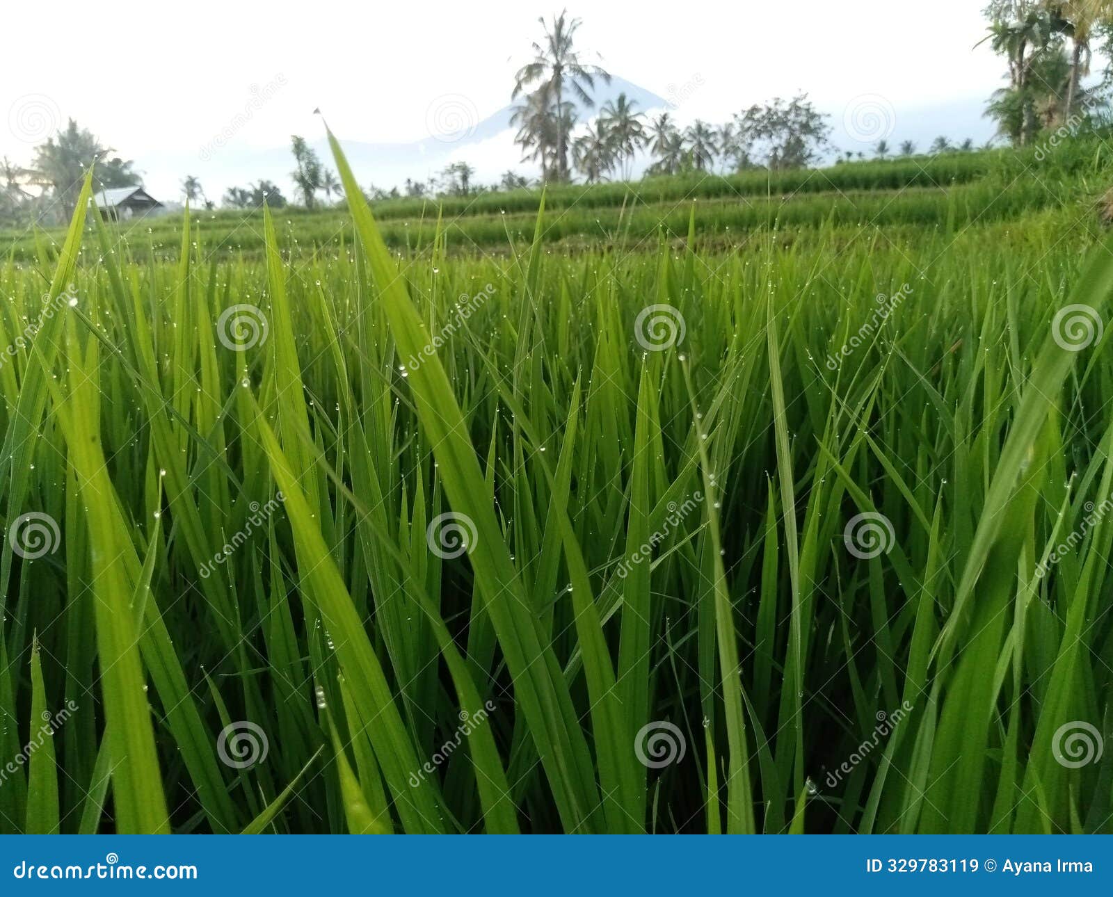 Rice Leaves In Rice Field Royalty-Free Stock Photo | CartoonDealer.com ...