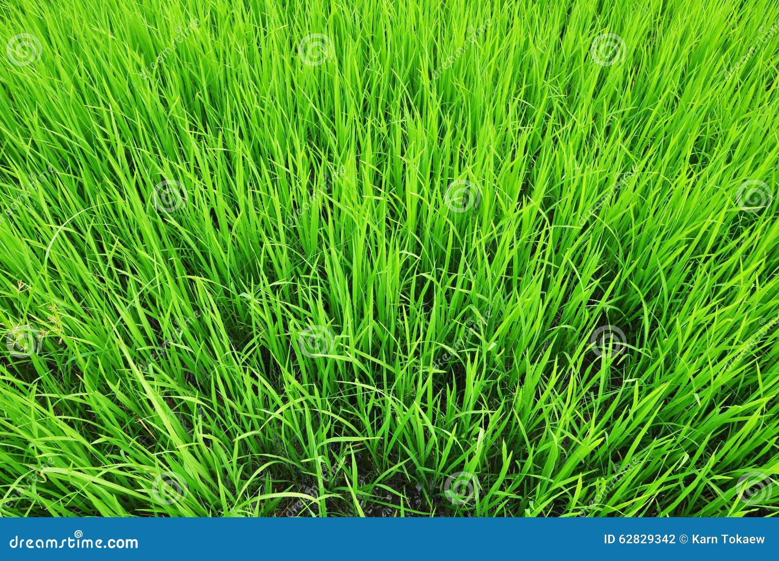 Rice leaves stock photo. Image of single, oriental, cloud - 62829342