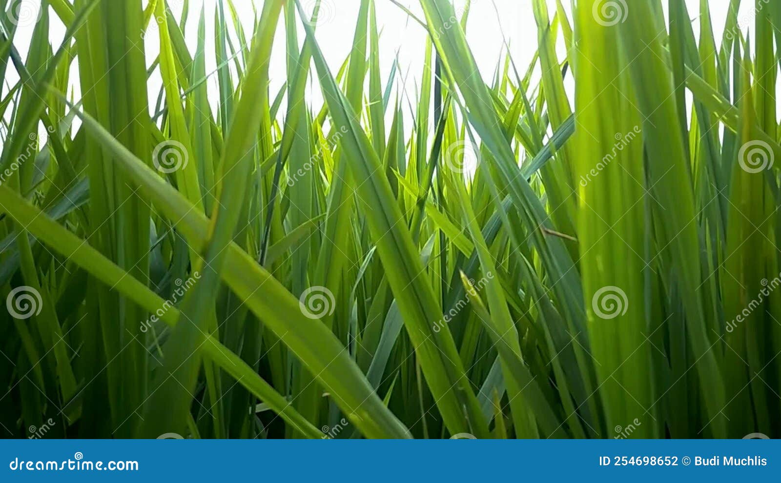 Rice Leaves in the Rice Fields at Sunset Stock Footage - Video of fresh ...