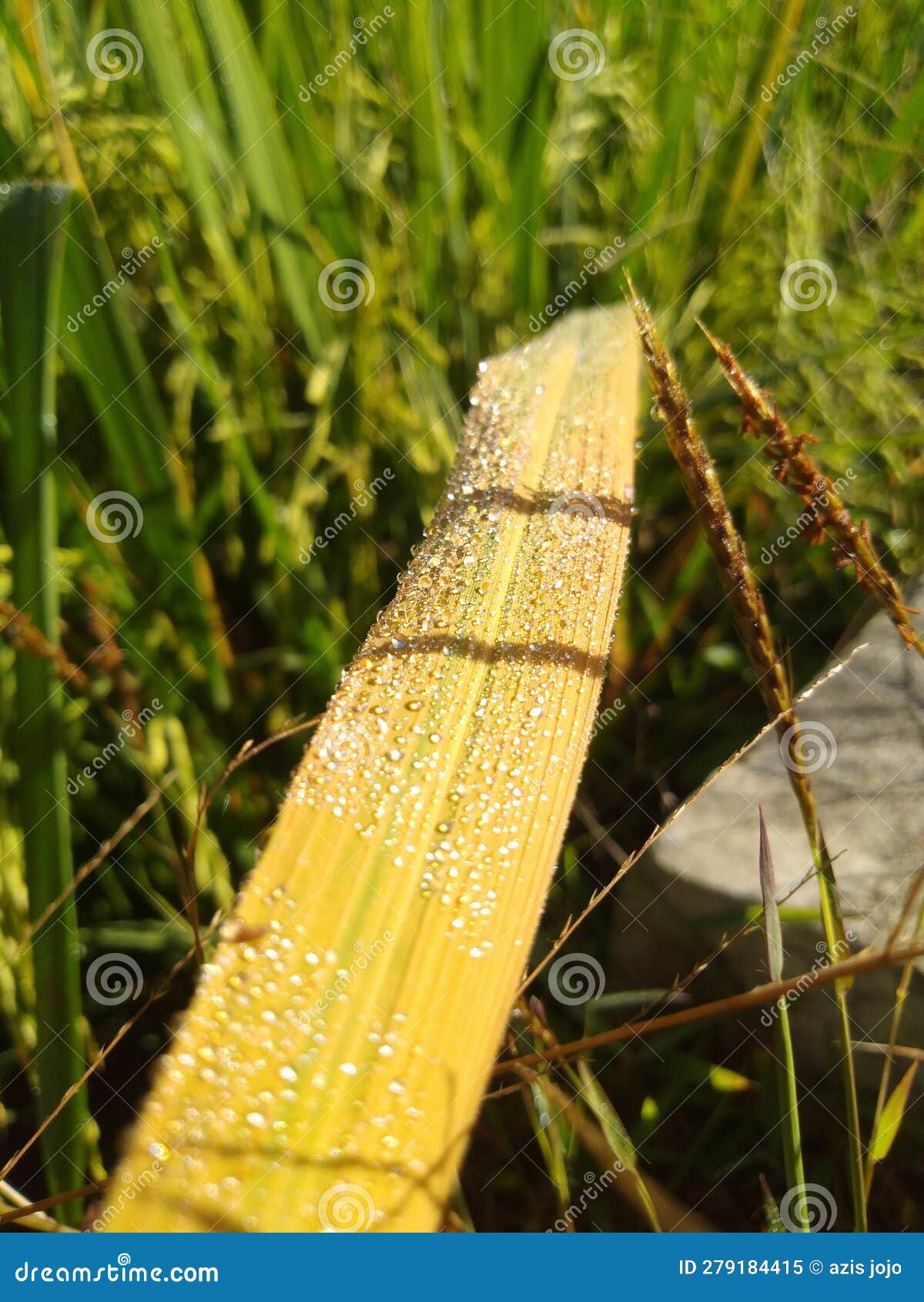 Rice leaves stock image. Image of nature, grow, padi - 279184415
