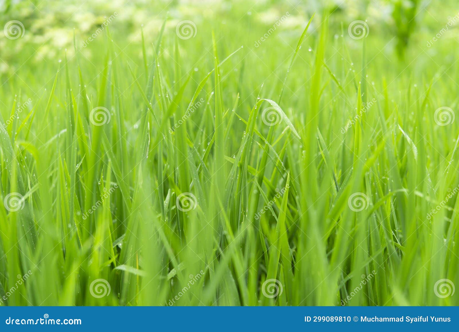 Rice Leaves Growing in Rice Field, Selective Focus and Blurred ...