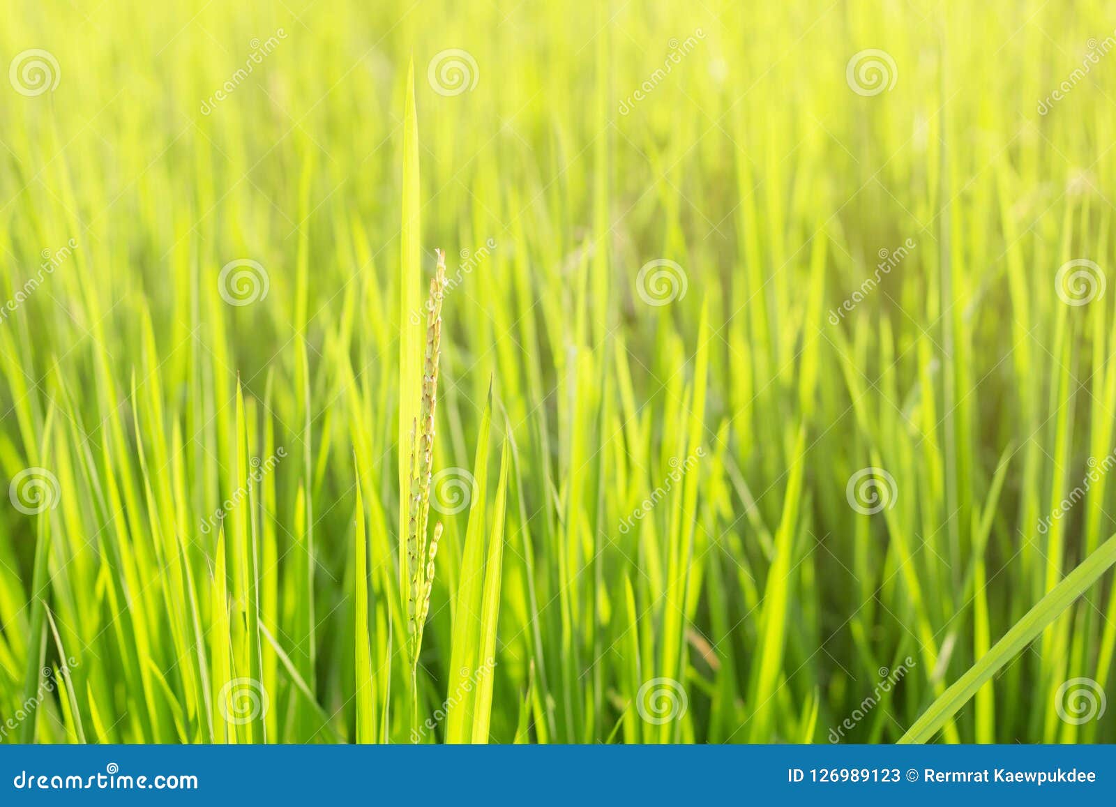 Rice Leaves with Natural Background. Stock Image - Image of ecology ...