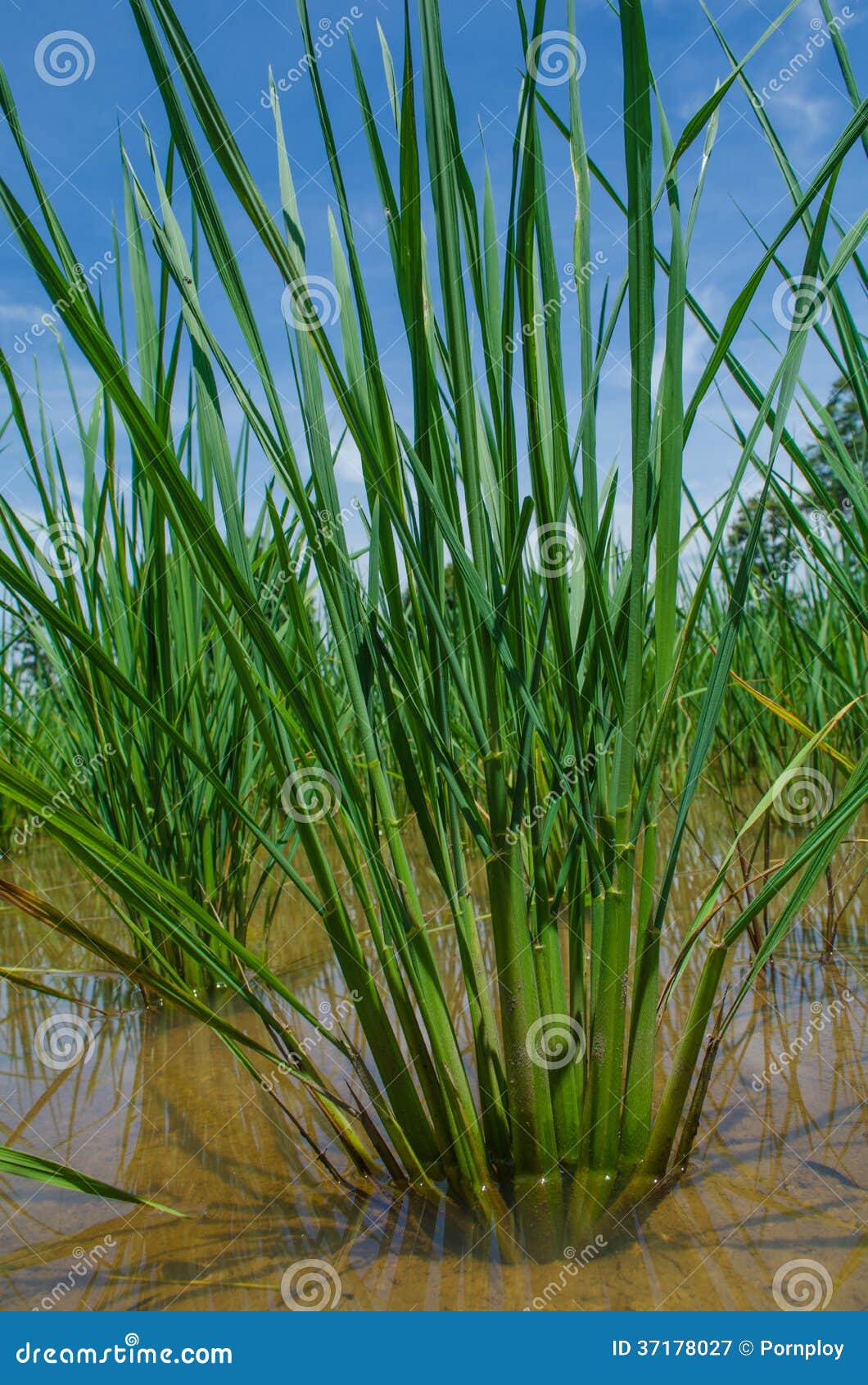 Rice leaves stock image. Image of green, blue, rice, food - 37178027
