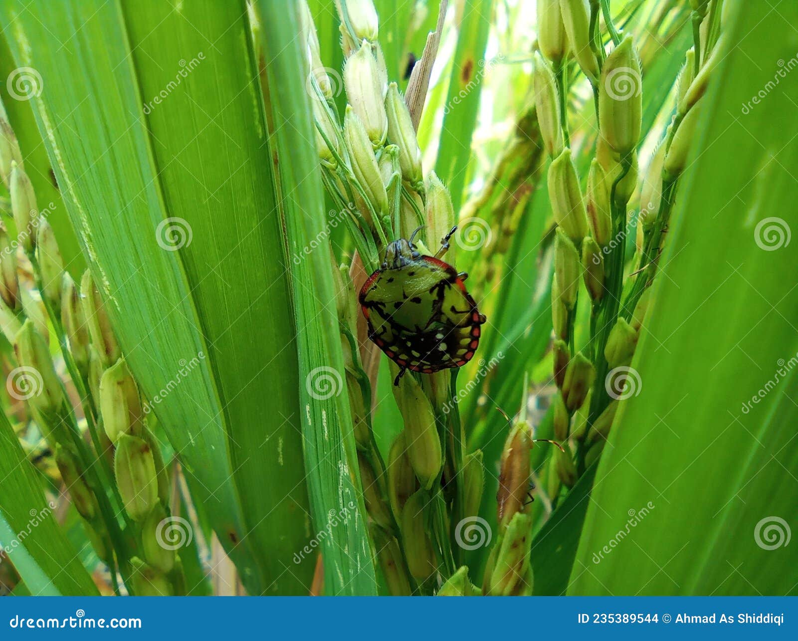 Rice Lice (Leptocorisa Oratorius) in Rice Fields Stock Photo - Image of ...