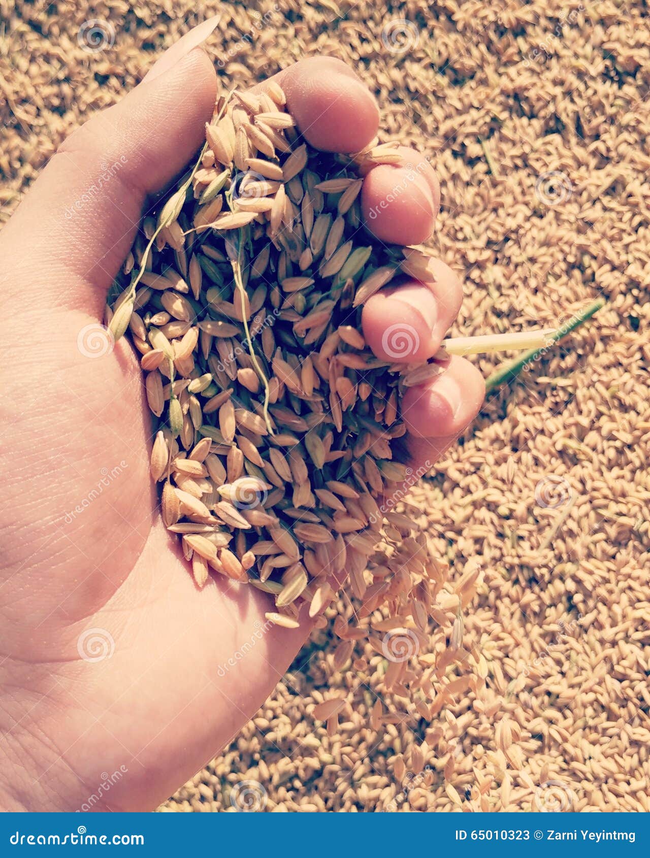 Rice stock image. Image of human, life, rice, farmer - 65010323