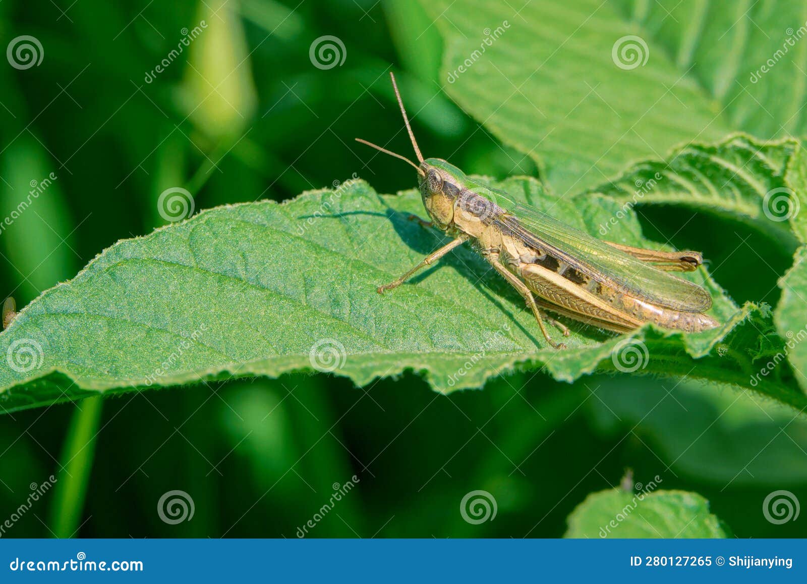 Rice locust stock image. Image of orthoptera, wild, life - 280127265