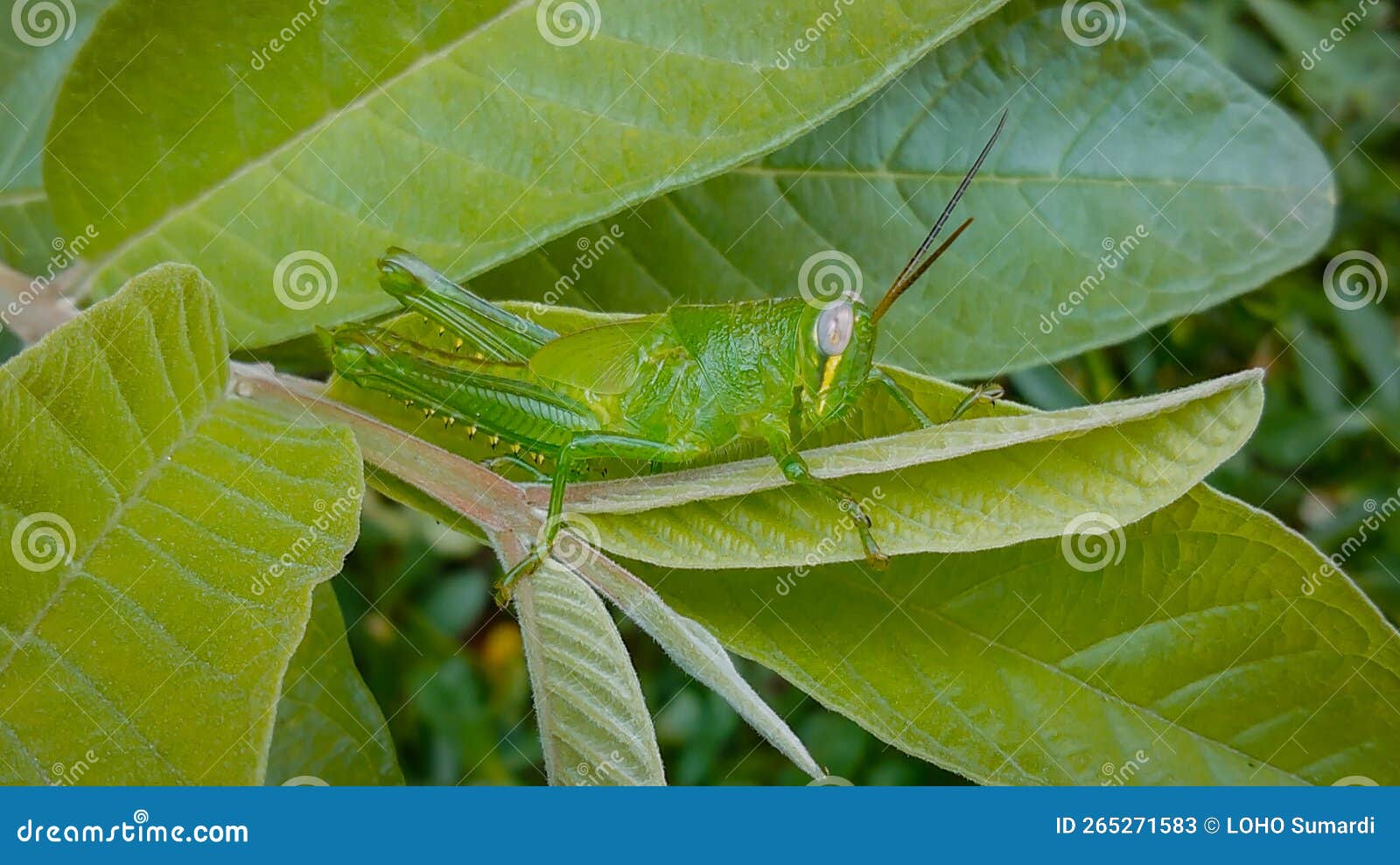 Rice Locust (locust) on a Green Leaf Stock Image - Image of sprig ...