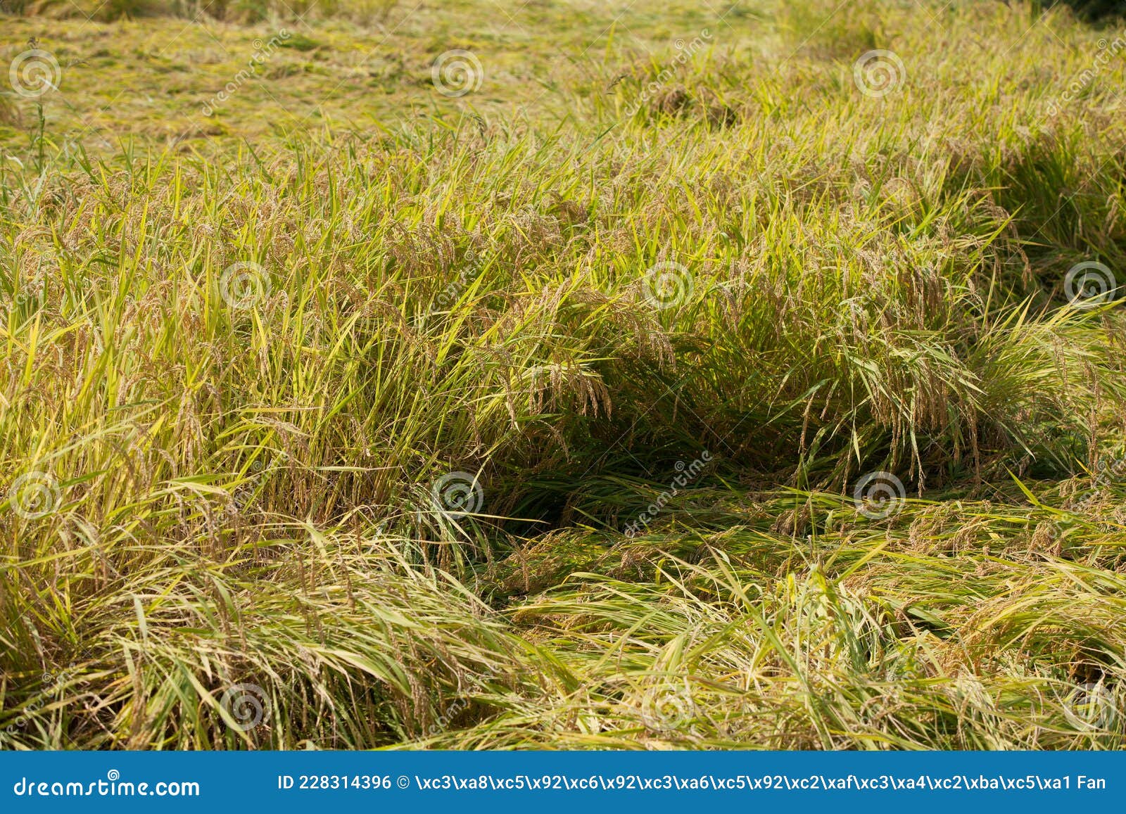 Rice Lodging in Crops Due To Strong Wind Stock Photo - Image of arable ...