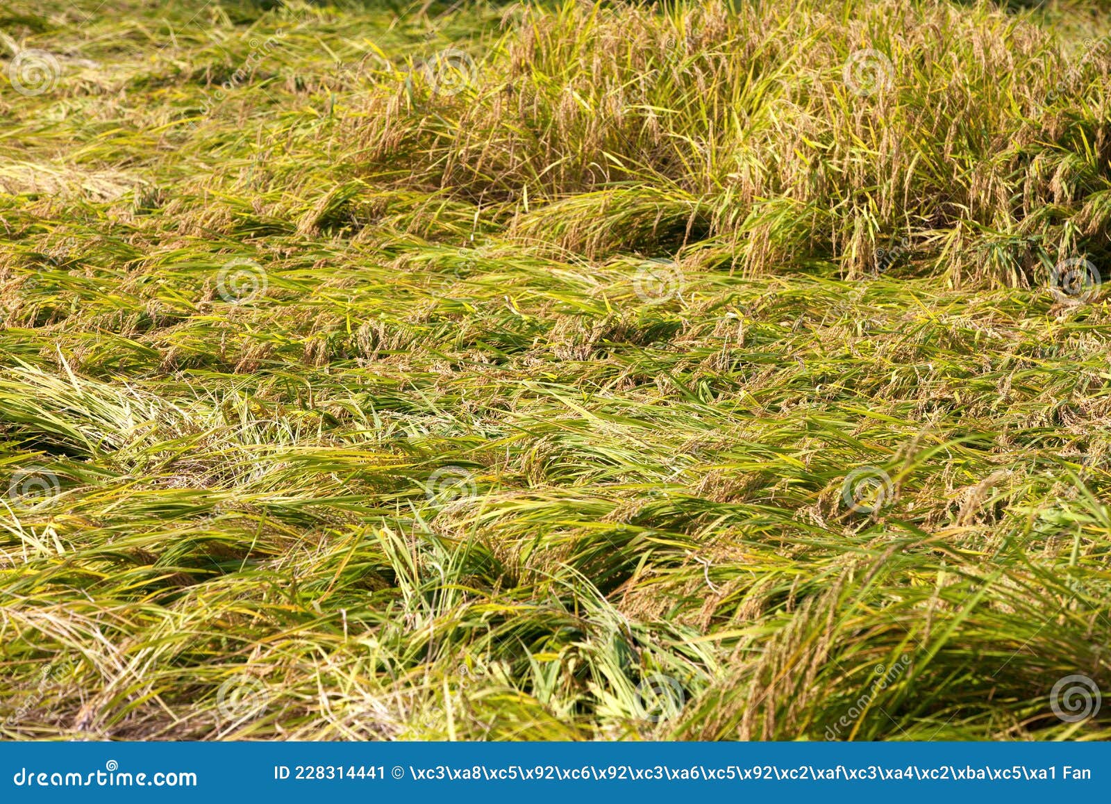 Rice Lodging in Crops Due To Strong Wind Stock Image - Image of natural ...