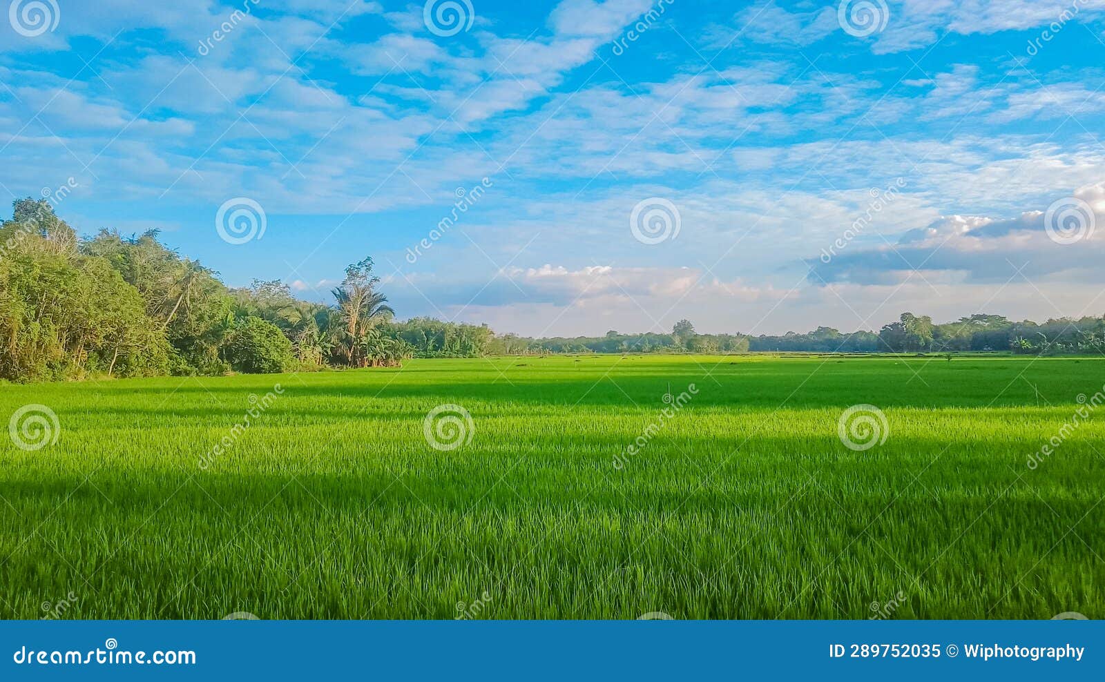 This Rice Looks Very Neat and Nice Stock Image - Image of horizon ...