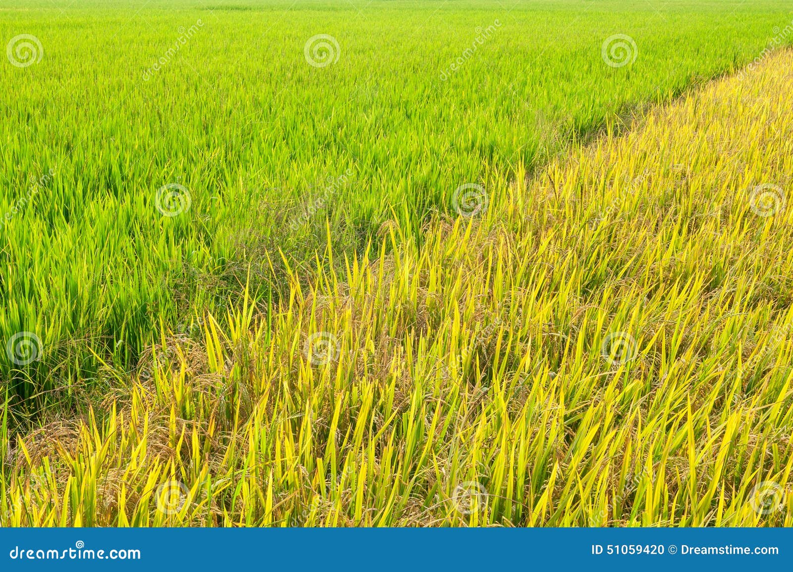 Rice stock photo. Image of vietnamese, contrast, source - 51059420