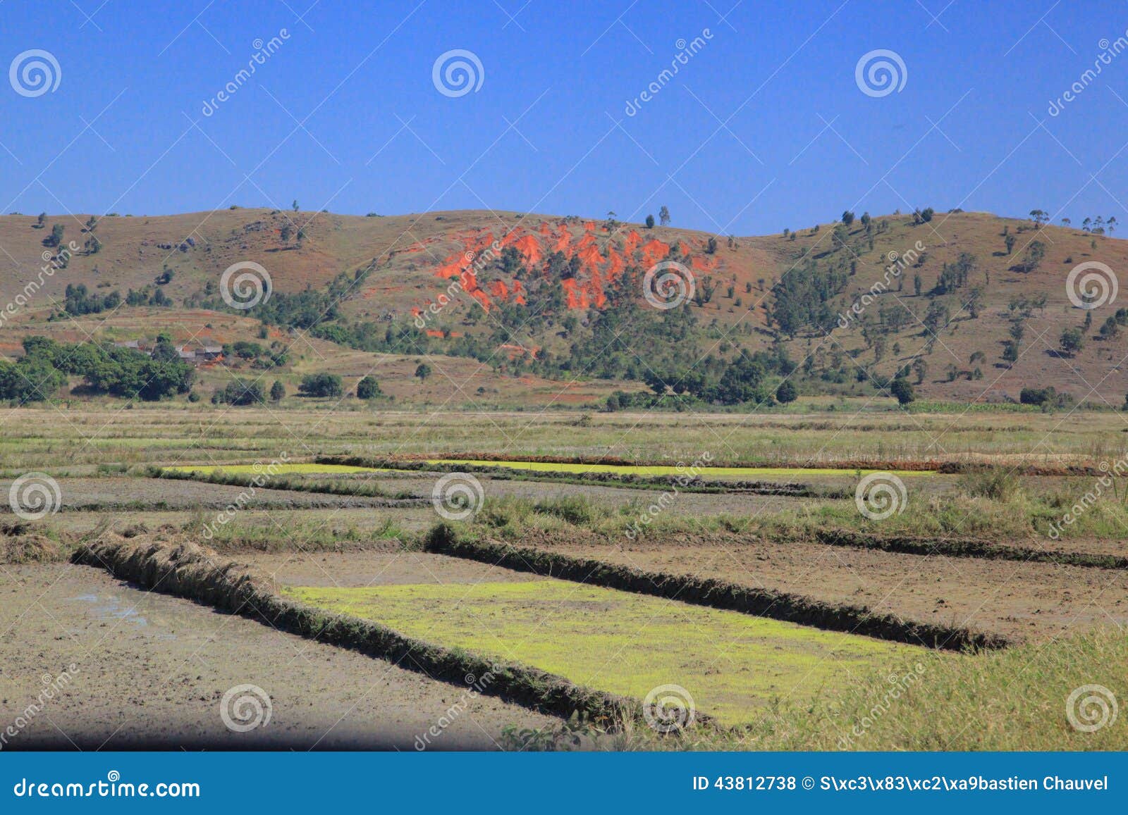 Rice in Madagascar editorial stock photo. Image of island - 43812738