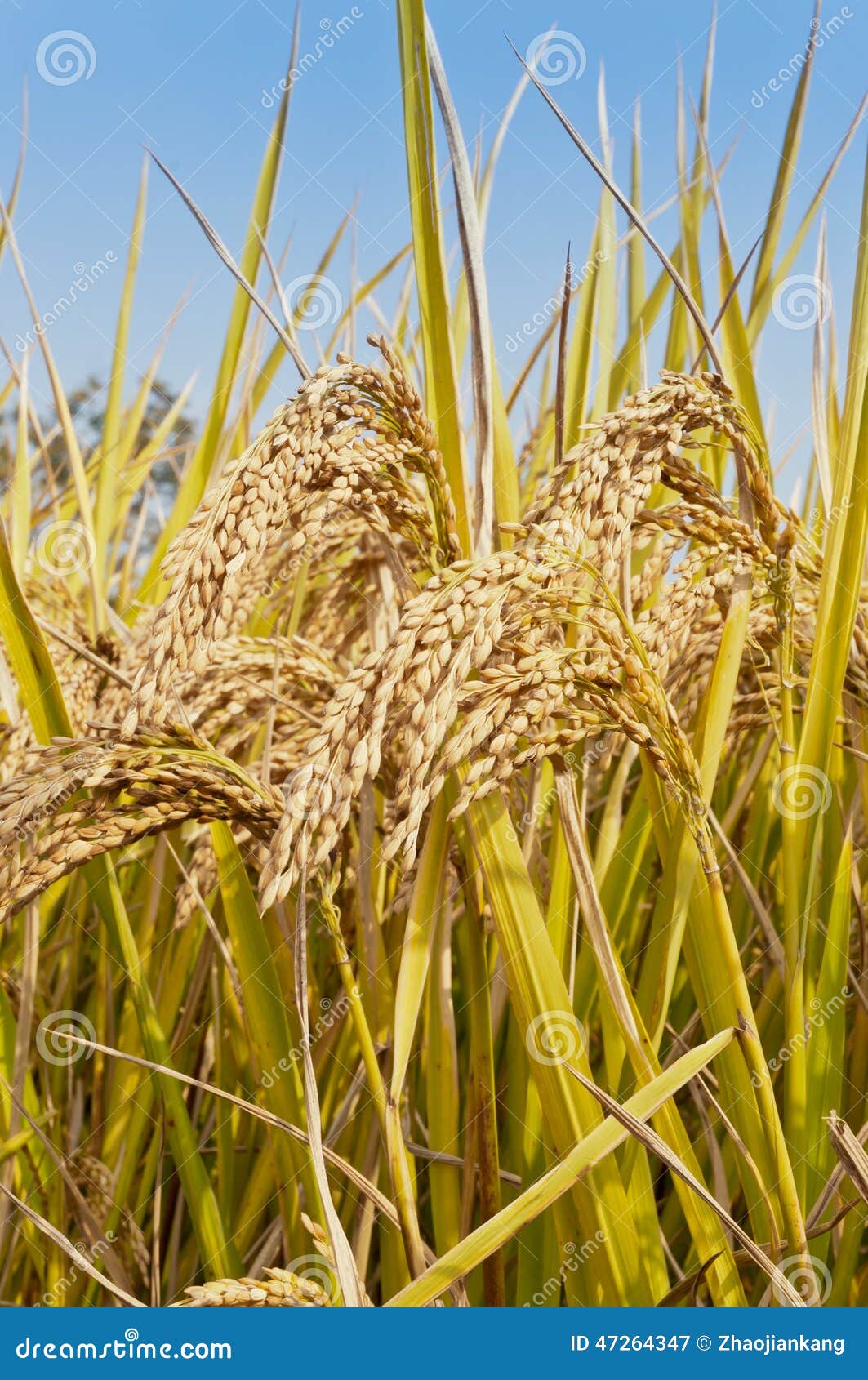 Rice mature in the autumn stock image. Image of planting - 47264347