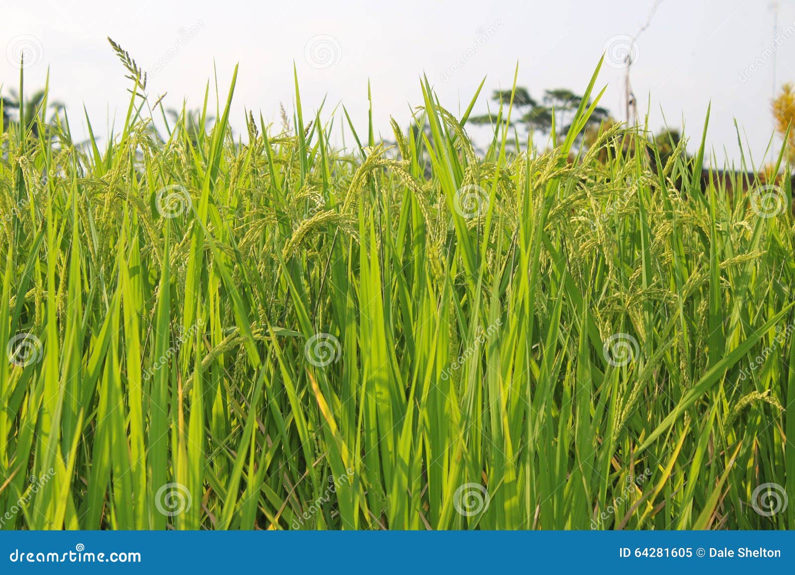 Rice maturing in the field stock image. Image of paddies - 64281605