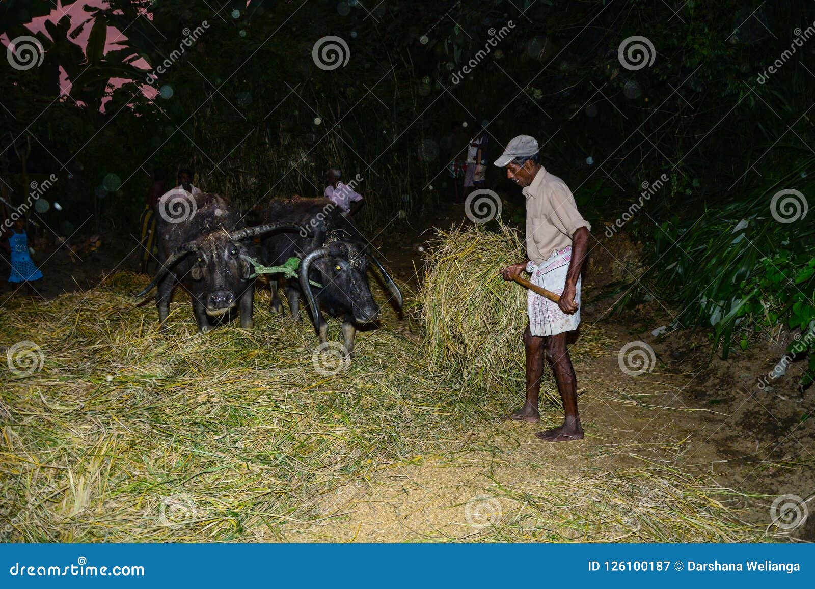 Rice meking of sri lanka editorial photography. Image of smoll - 126100187