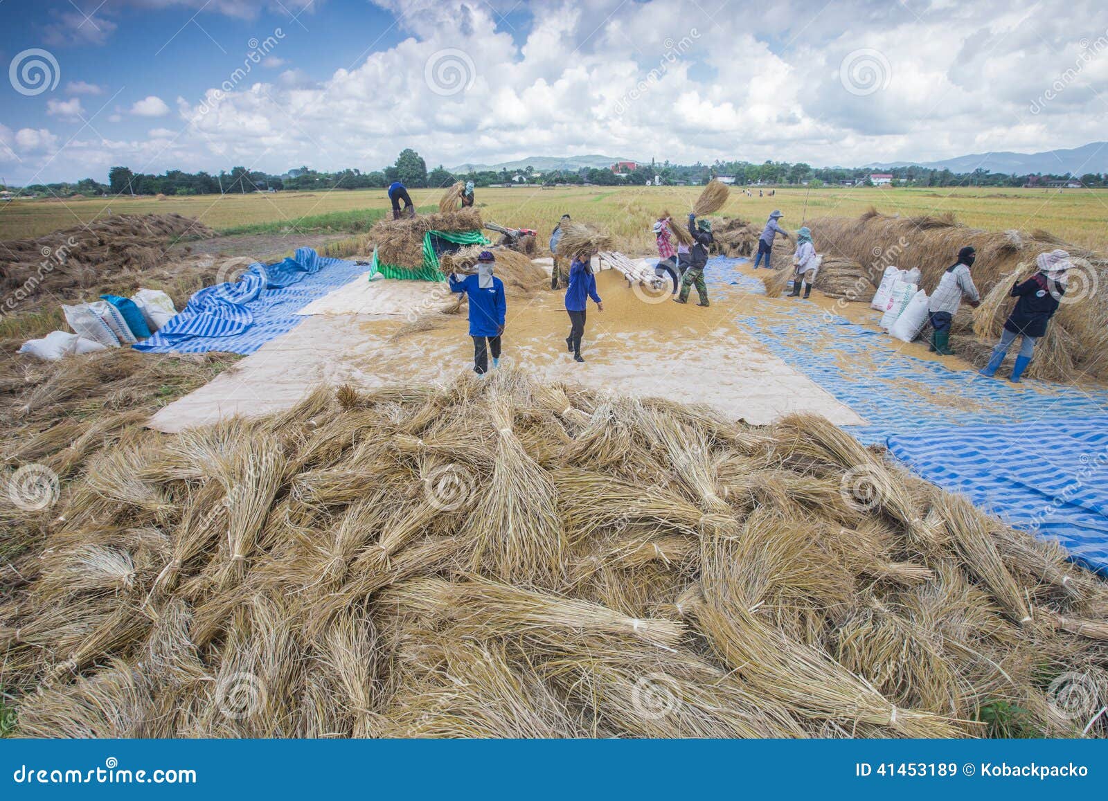 Farmer Rice Seedling. Editorial Image | CartoonDealer.com #58524100