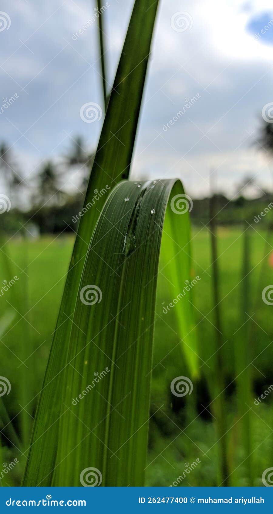 Rice at 3 months old stock photo. Image of field, leaf - 262477400