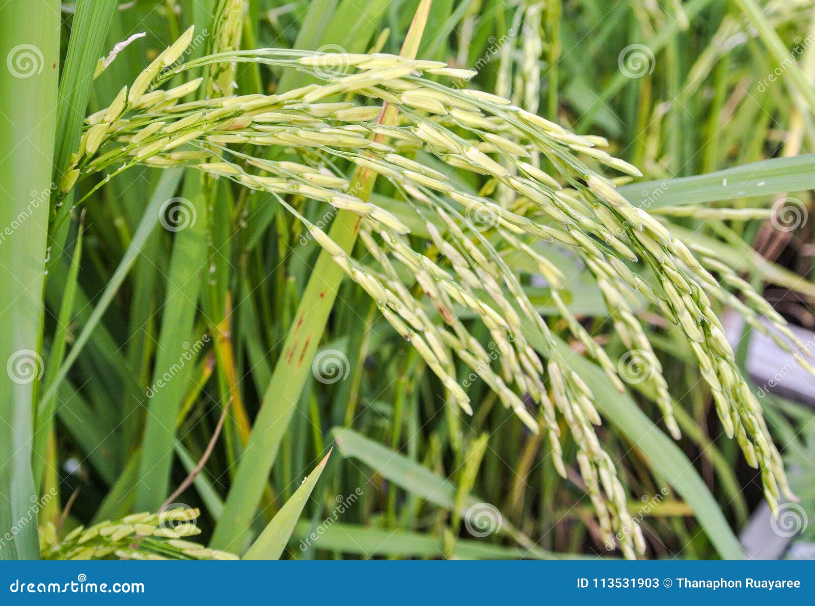 Rice Is The Most Consumed Food Ingredient In The World Stock ... Rice Is The Most Consumed Food Ingredient In The World Stock ...
