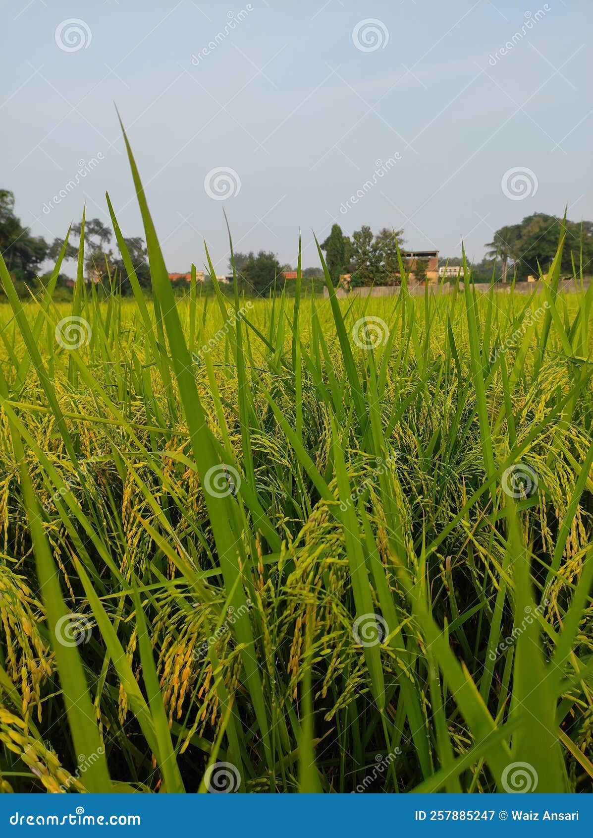 Rice, Nature, Beauty, Sky Weather Stock Image - Image of nature ...