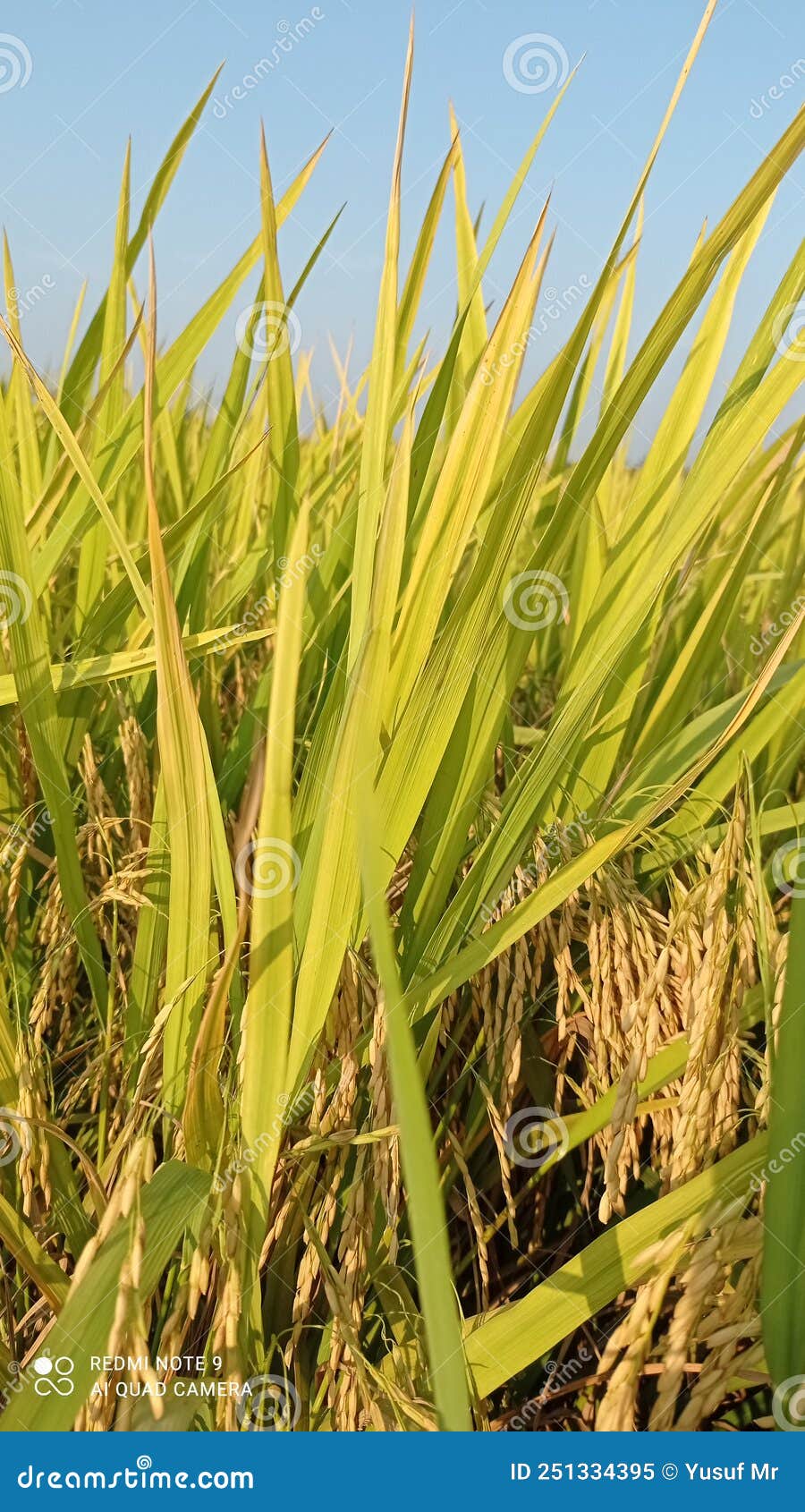 The rice fields are yellow stock image. Image of produce - 251334395