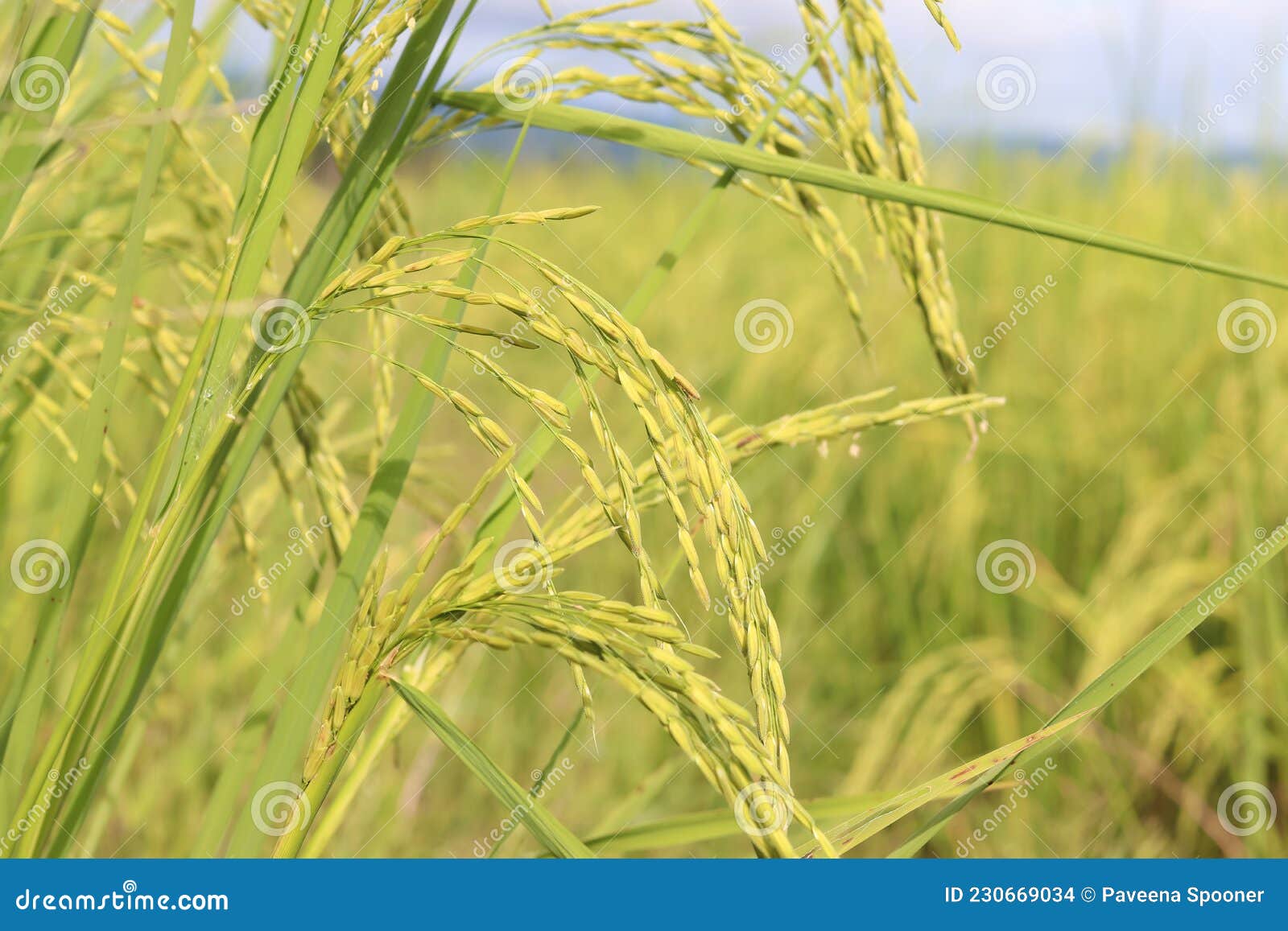 Rice, (Oryza Sativa), Edible Starchy Cereal Grain and the Grass Plant ...