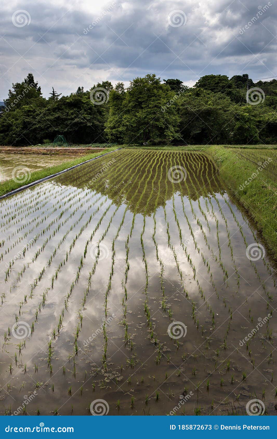 A Rice Paddie with Trees in the Background Stock Image - Image of rice ...