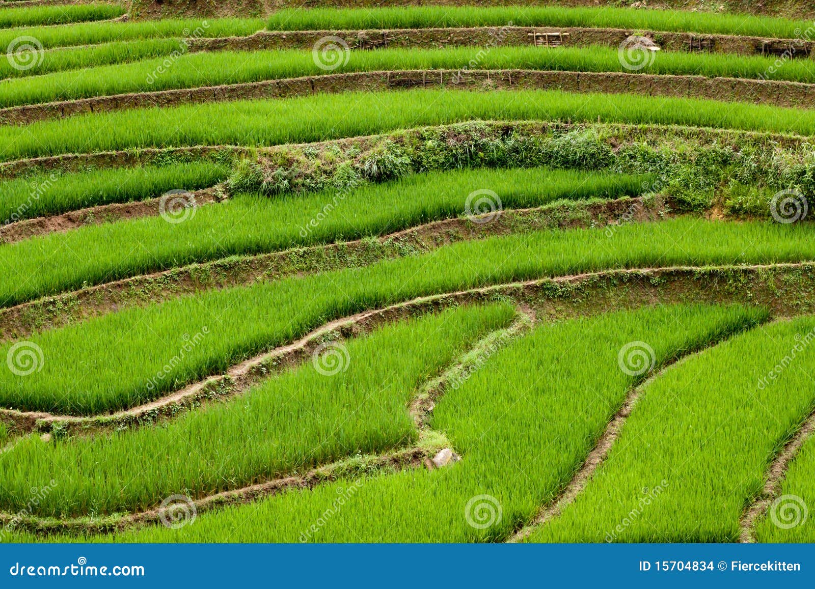 Rice paddies stock photo. Image of harvest, grow, paddy - 15704834