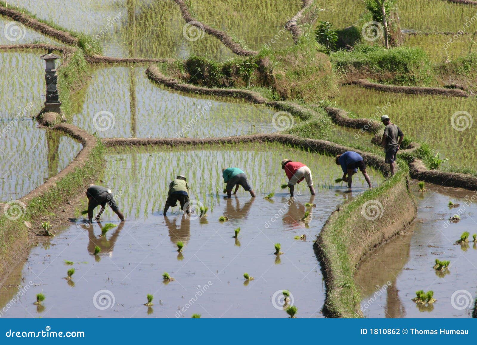 Rice paddies stock photo. Image of paddy, emerging, rice - 1810862
