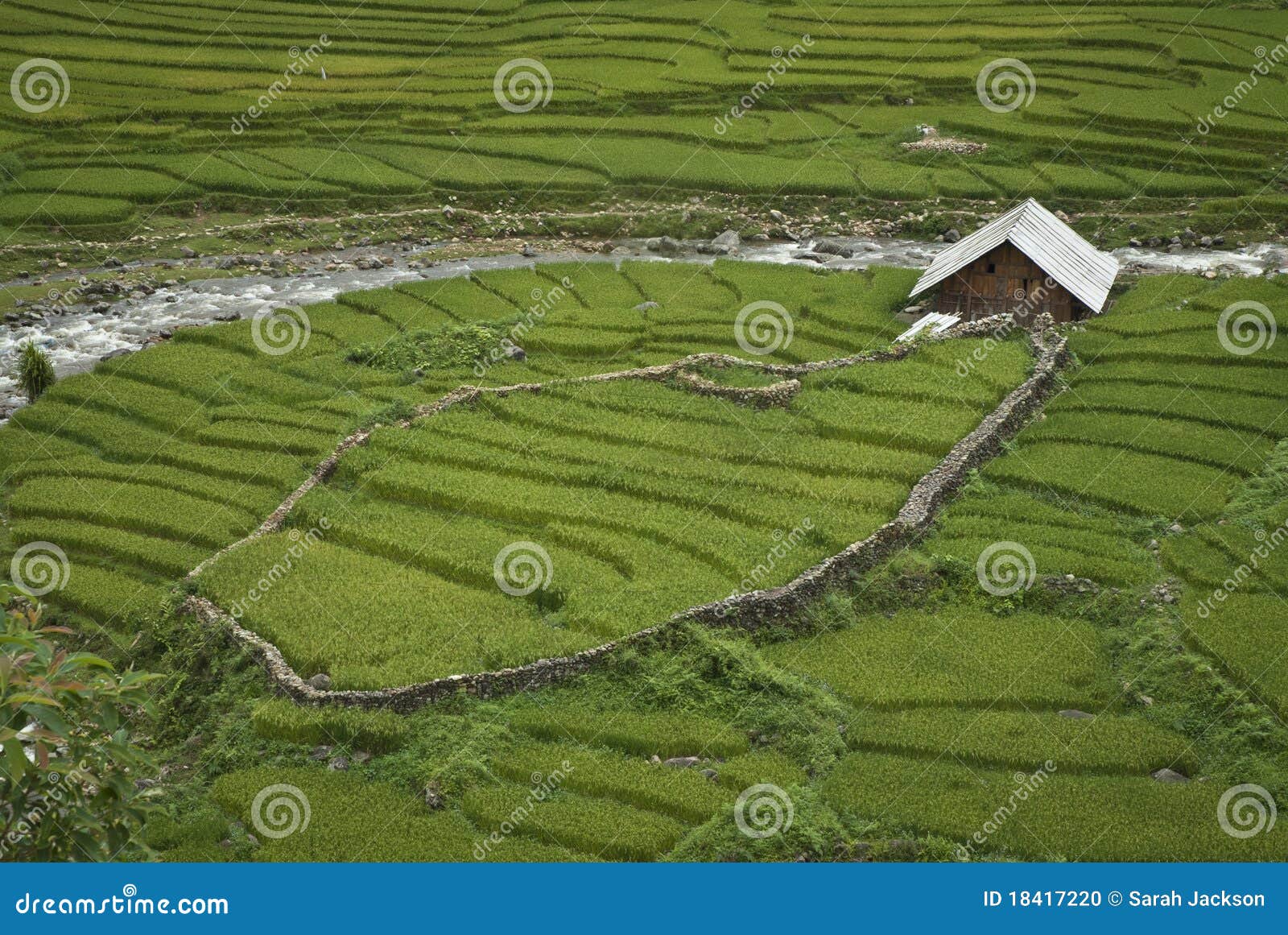 Rice Paddies stock photo. Image of copy, green, china - 18417220