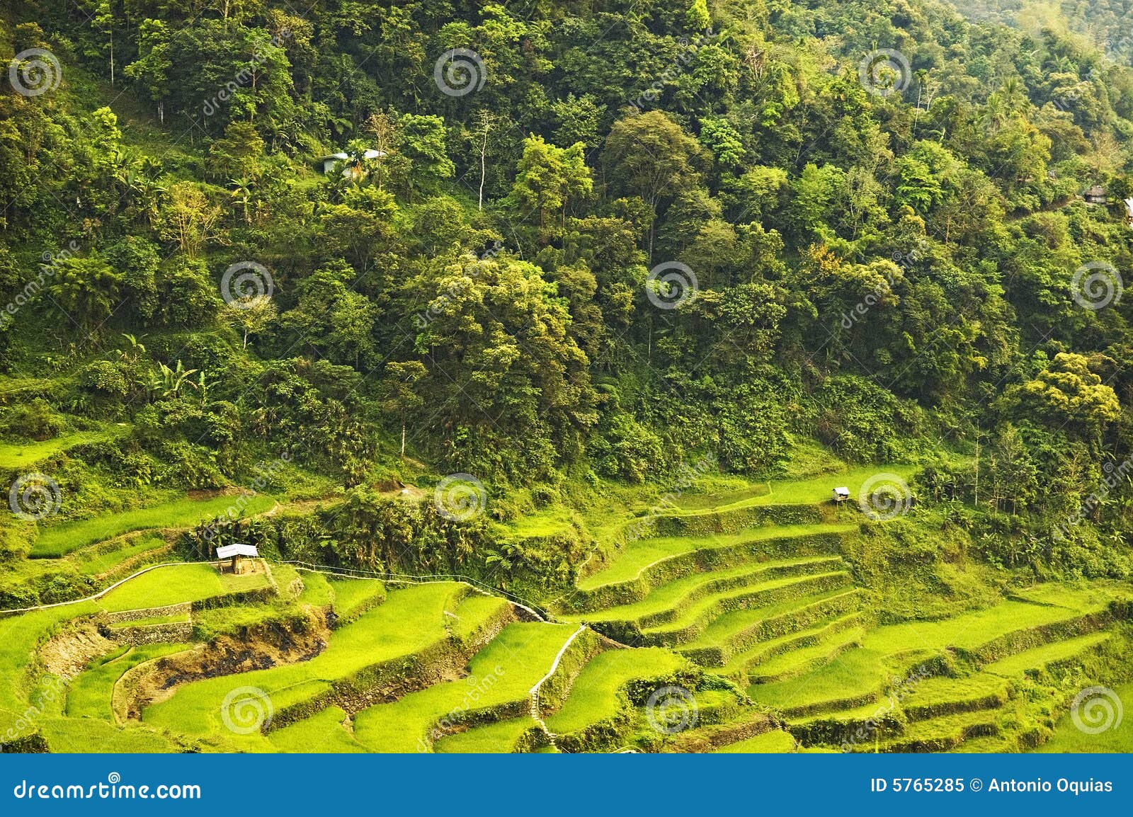 Rice Paddies stock image. Image of nature, rice, agriculture - 5765285