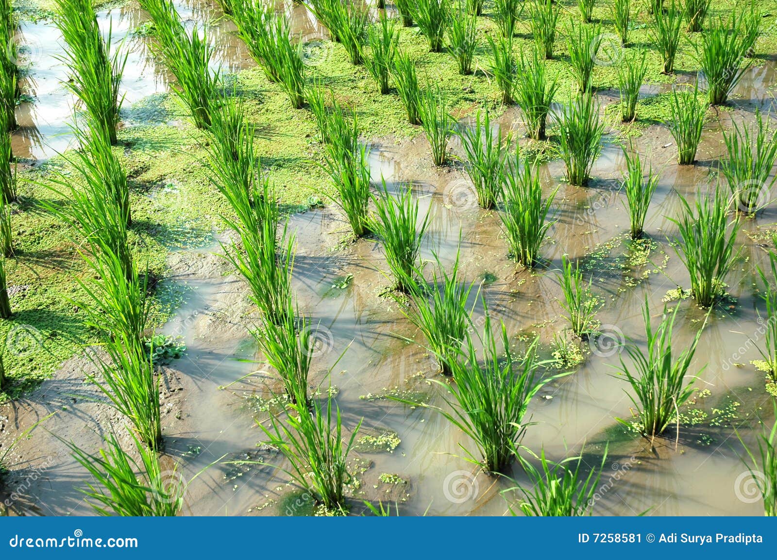 Rice Paddies stock image. Image of nature, farm, farming - 7258581