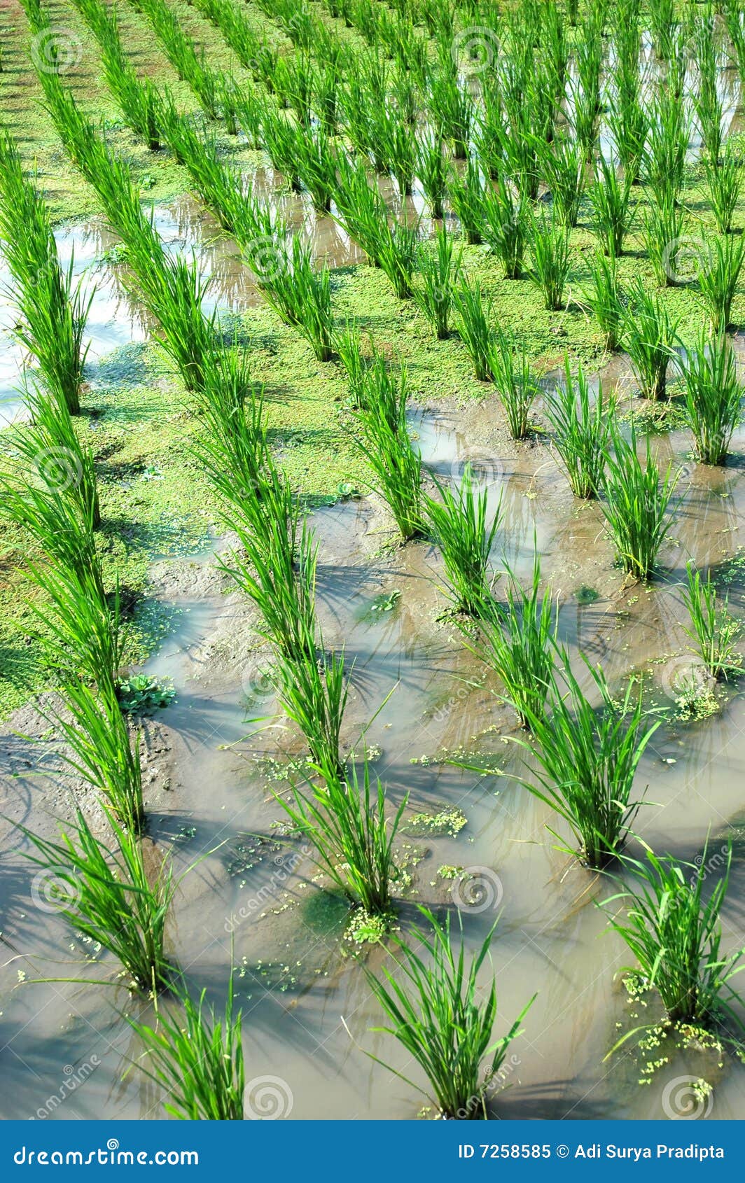 Rice Paddies stock image. Image of land, plant, mountains - 7258585