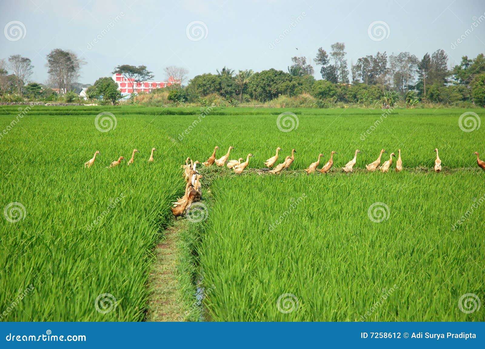 Rice Paddies stock photo. Image of natural, hills, forest - 7258612