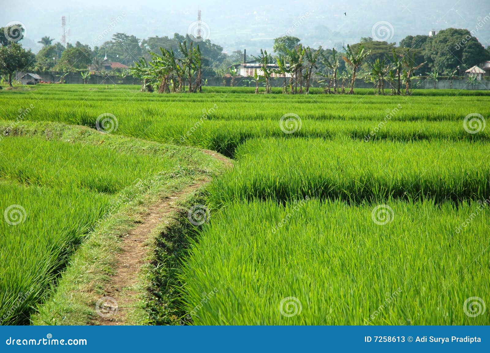 Rice Paddies stock image. Image of tropical, grain, farming - 7258613