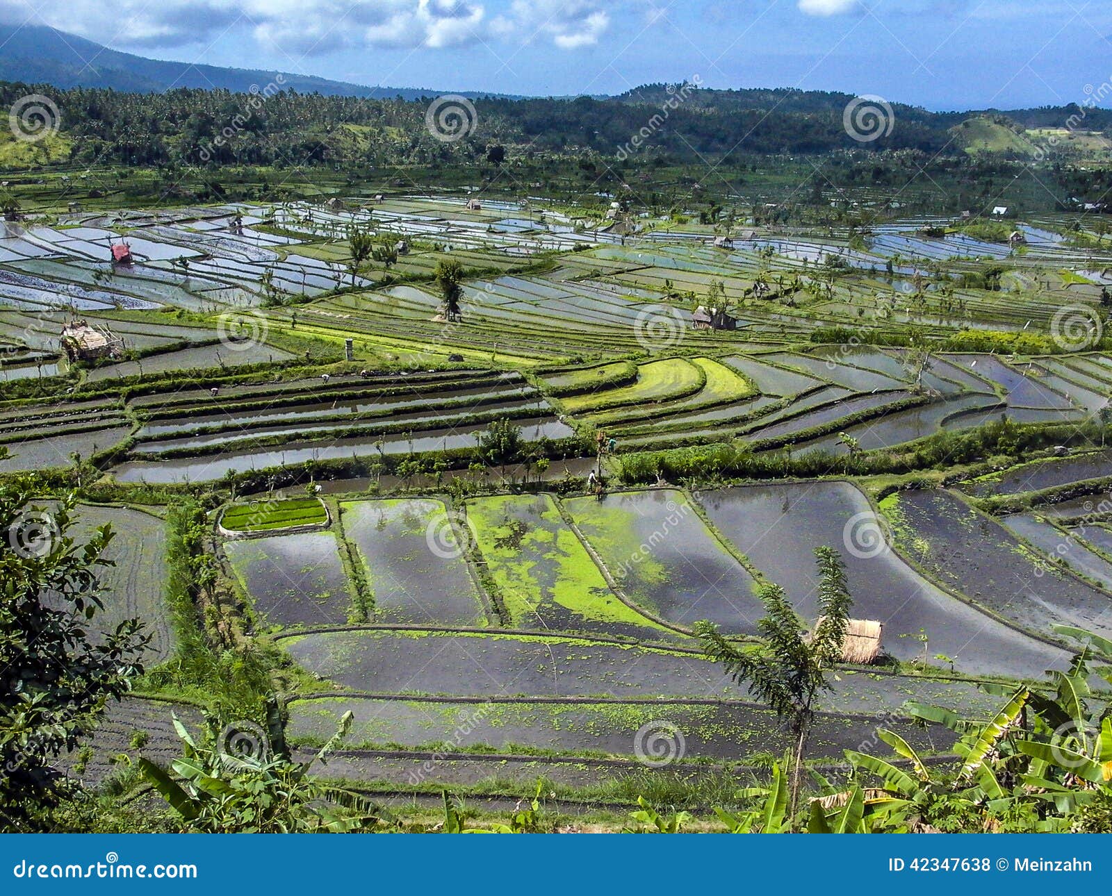 Rice Paddies in Bali Indonesia Stock Photo - Image of farm, ricefield ...