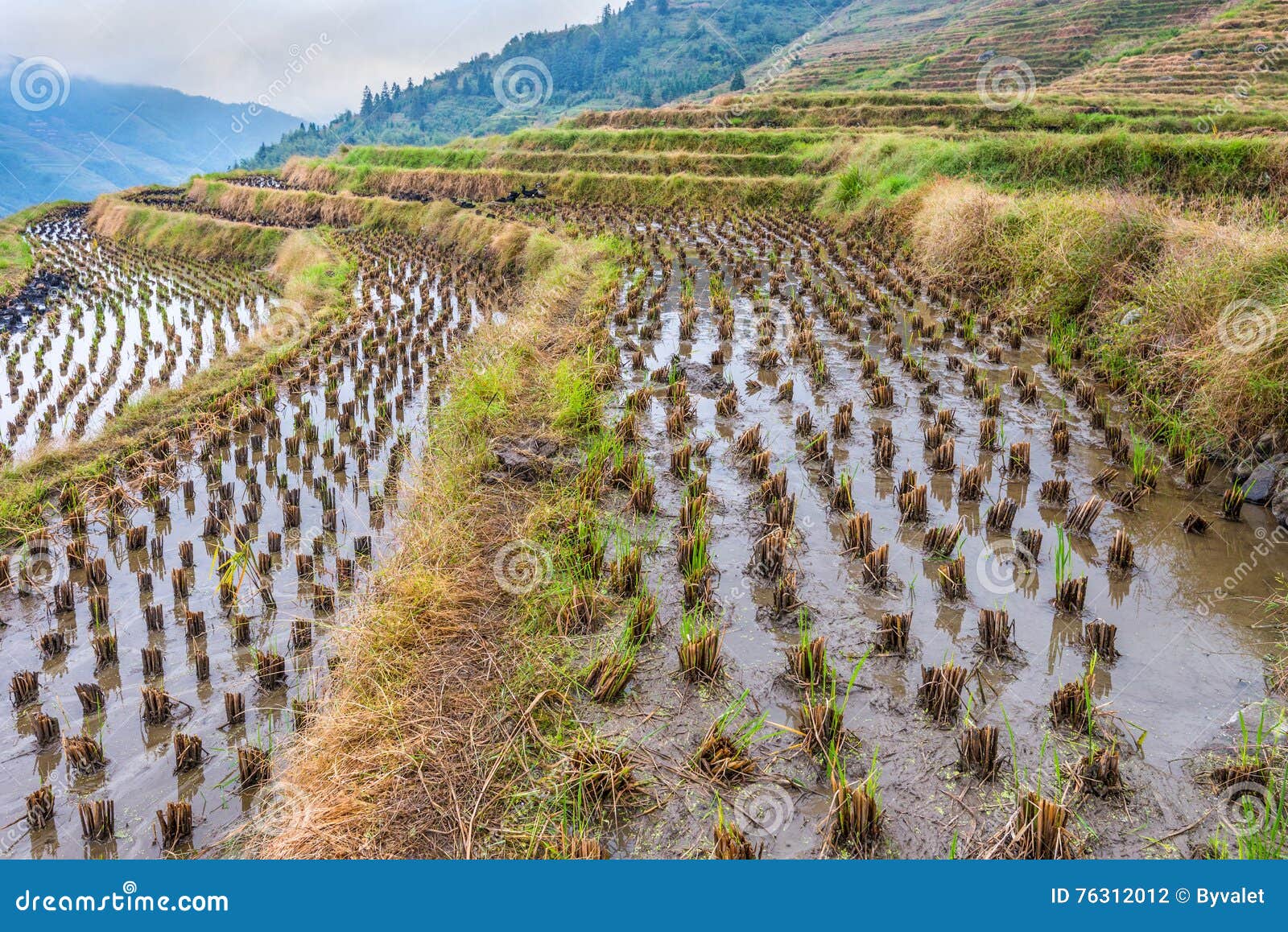 Chinese Rice Fields