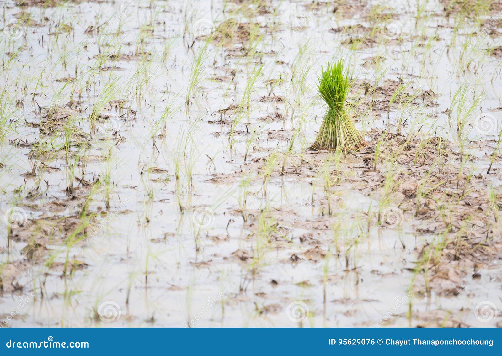 Rice stock photo. Image of water, thailand, food, outdoor - 95629076