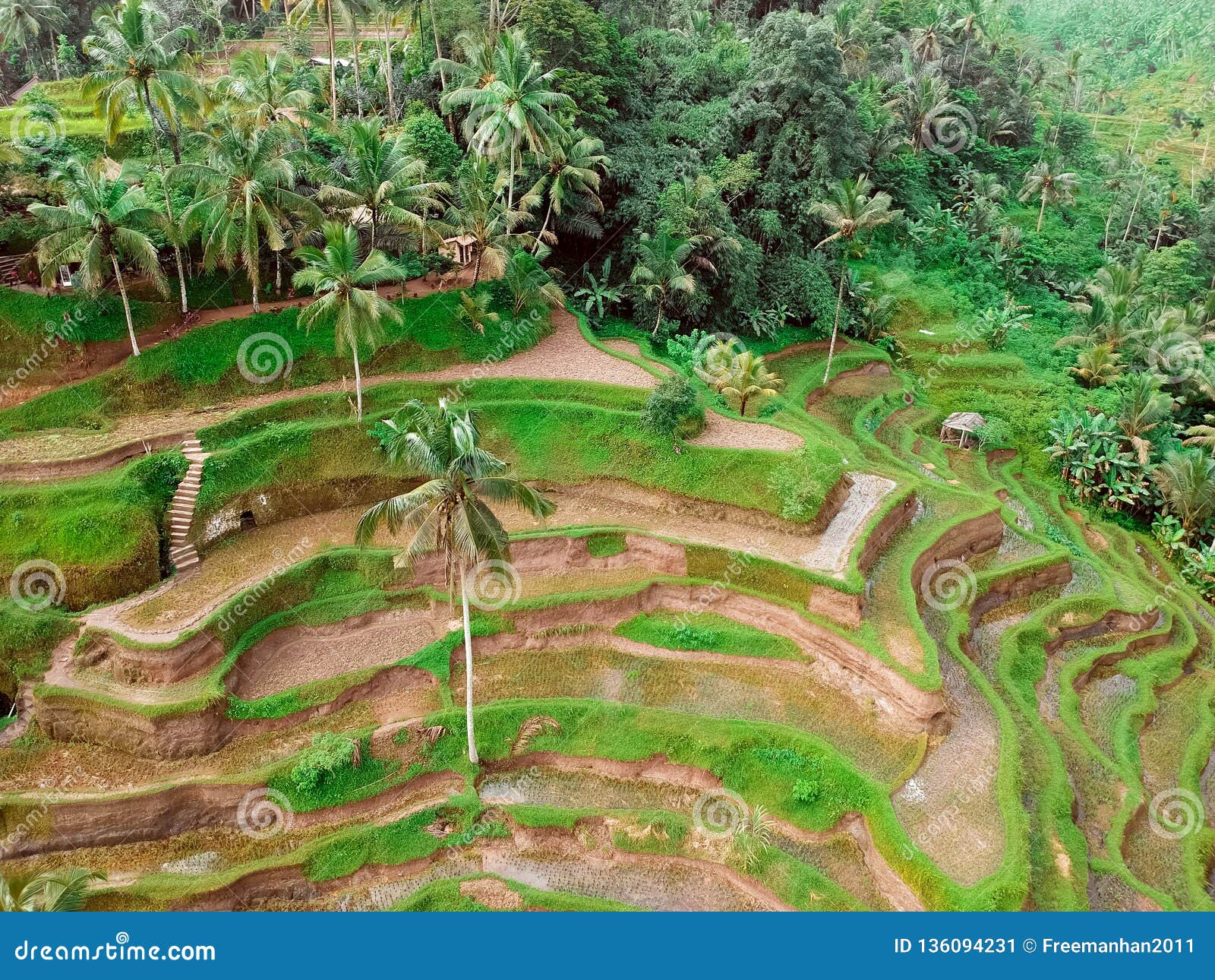 Rice Paddies and Forests on Bali, the View from the Top Stock Image ...