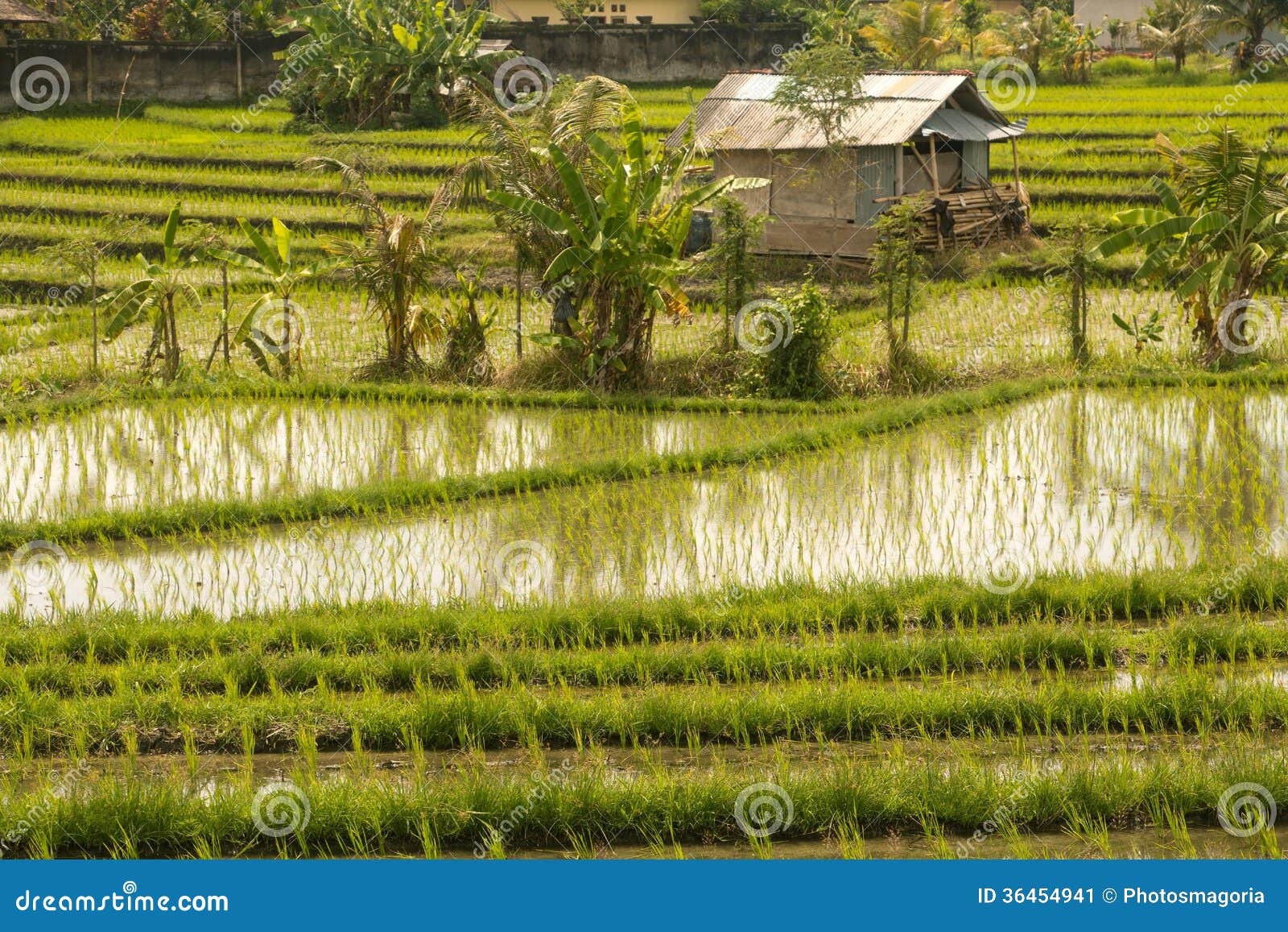 Rice paddies stock image. Image of crop, growth, field - 36454941