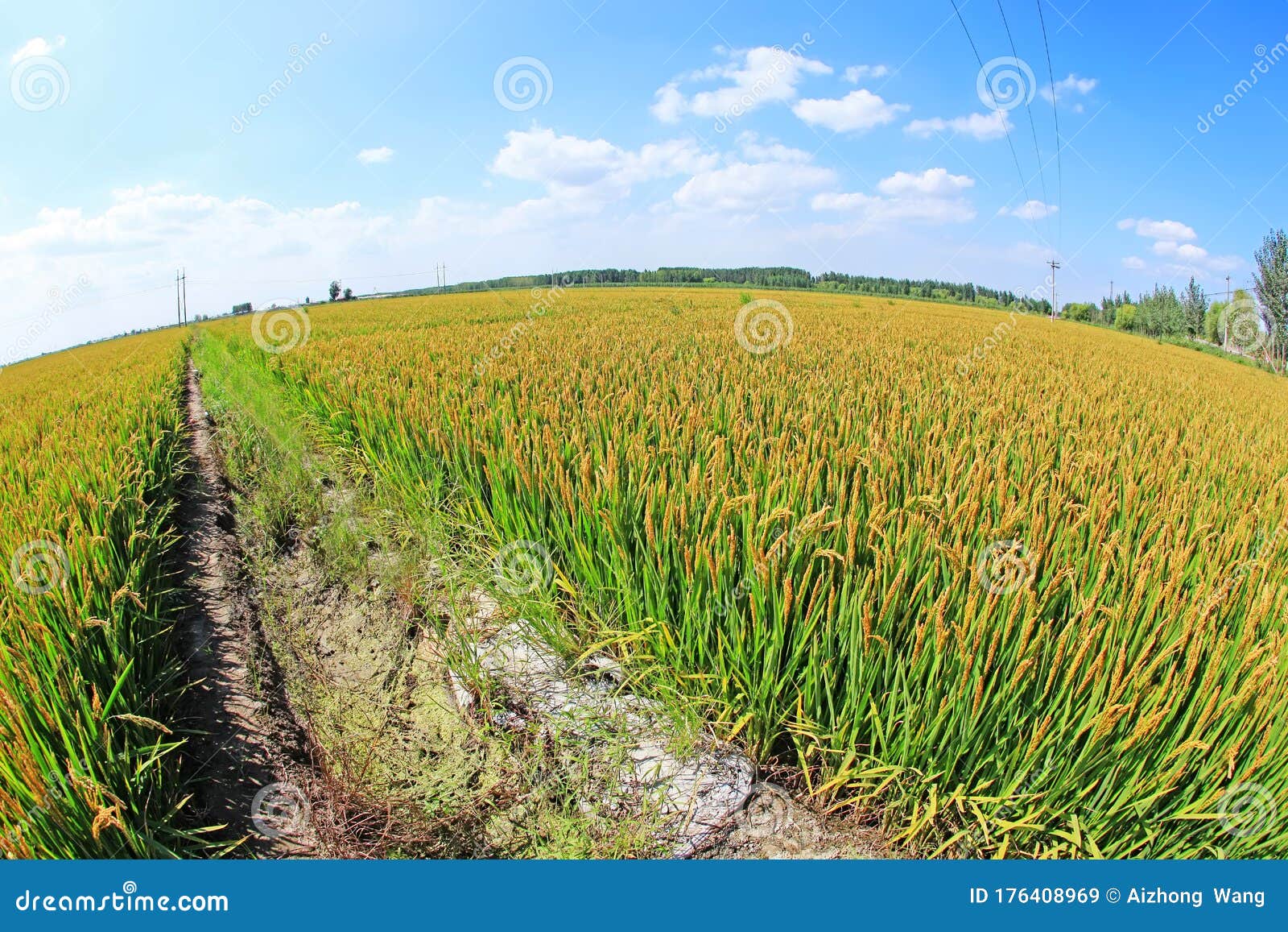 Rice paddies stock image. Image of blue, leaves, agriculture - 176408969