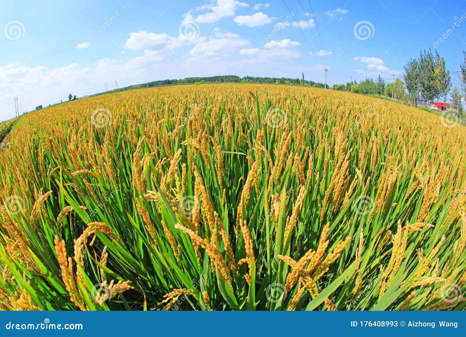 Rice paddies stock image. Image of crop, countryside - 176408993
