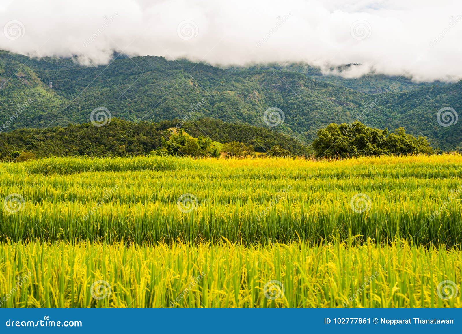 Rice paddies on high 36 stock image. Image of rural - 102777861