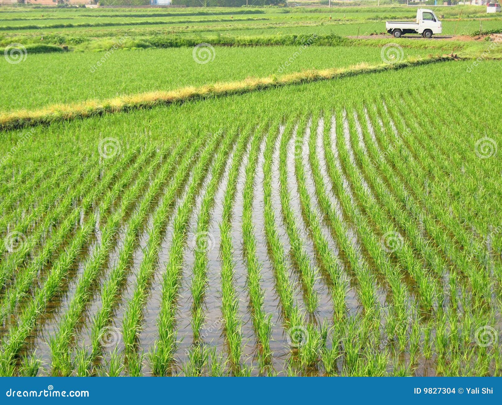 Rice Paddies in Japan stock photo. Image of rice, fertile - 9827304