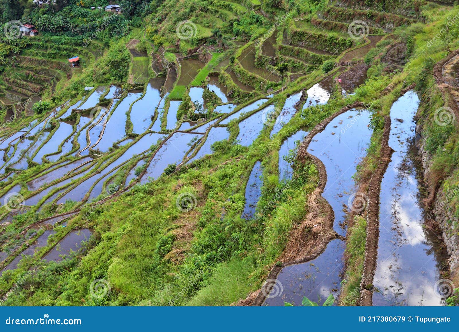 Rice Paddies Landscape in Philippines Stock Image - Image of tradition ...