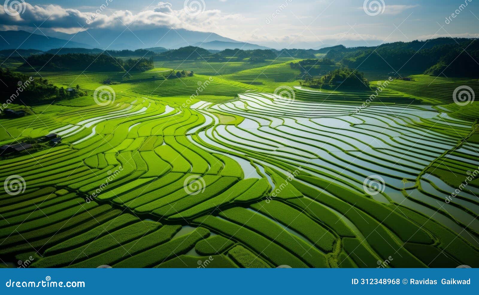 Rice Paddies Organized In Geometric Pattern Stock Photography ...