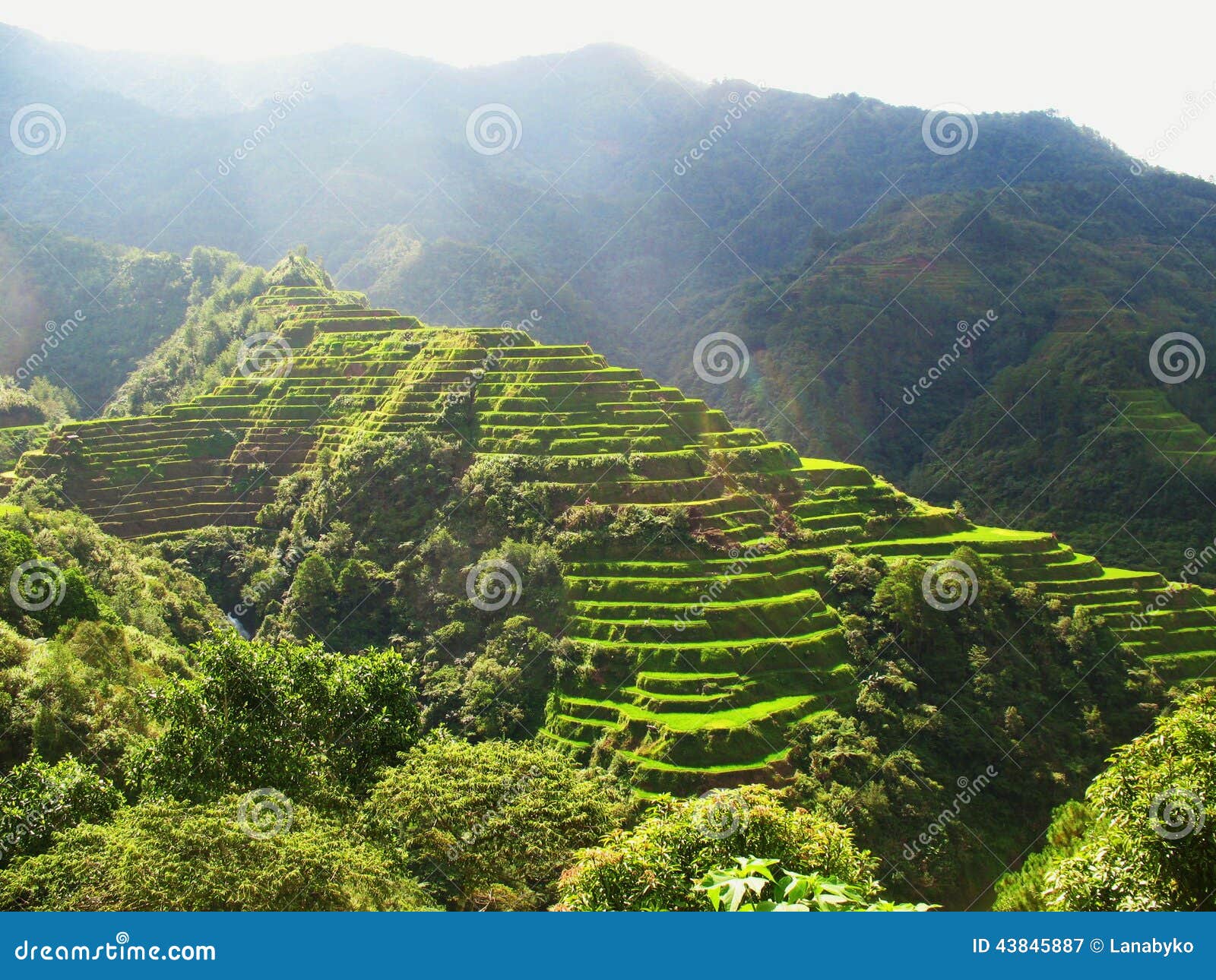 Rice Paddies in Philippines Stock Image - Image of plantation ...