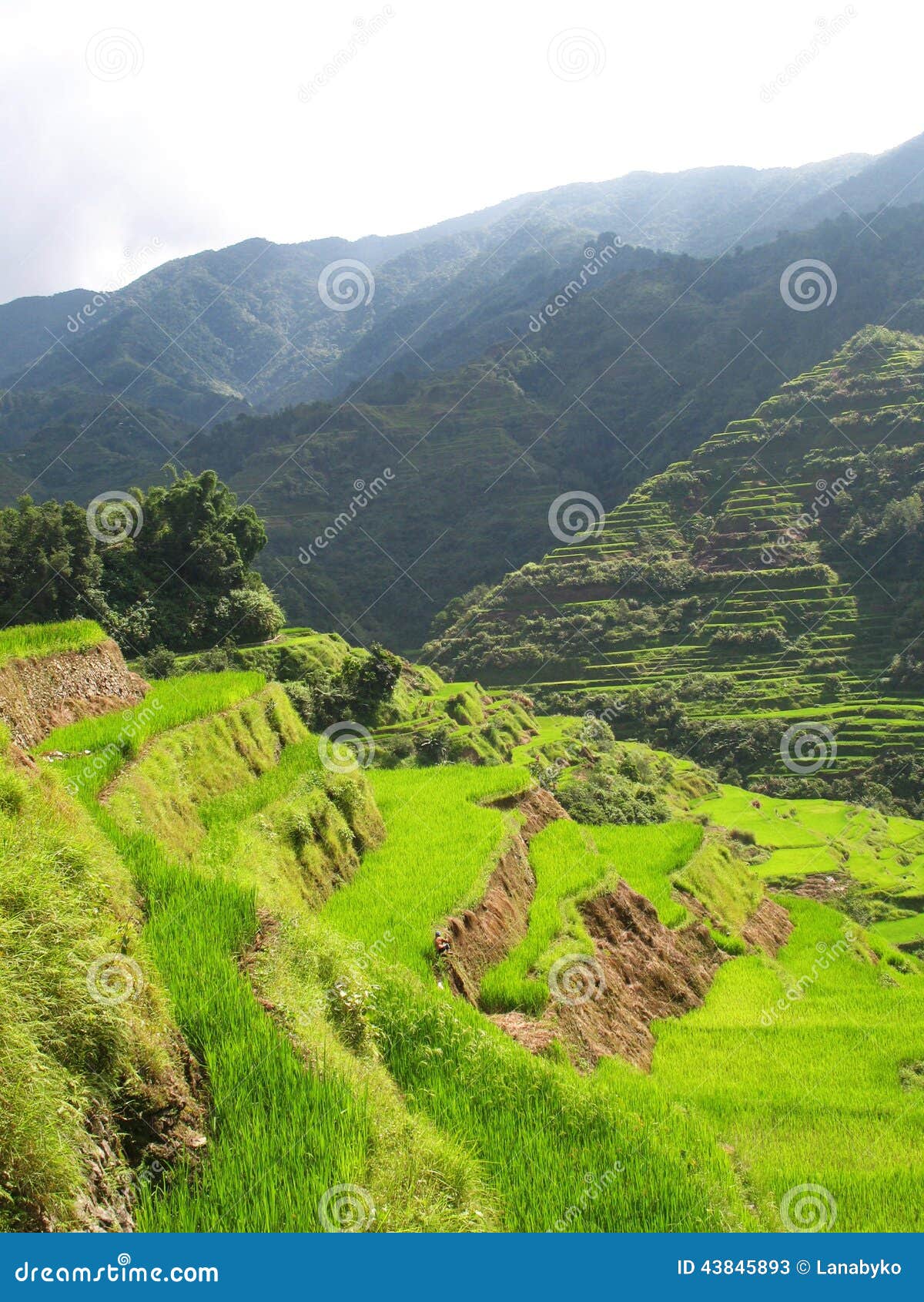 Rice Paddies in Philippines Stock Image - Image of nature, landscape ...
