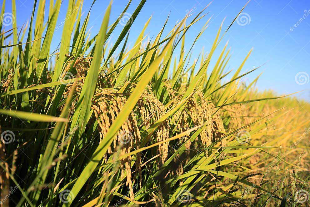 Rice paddies stock image. Image of field, food, crop - 119526979